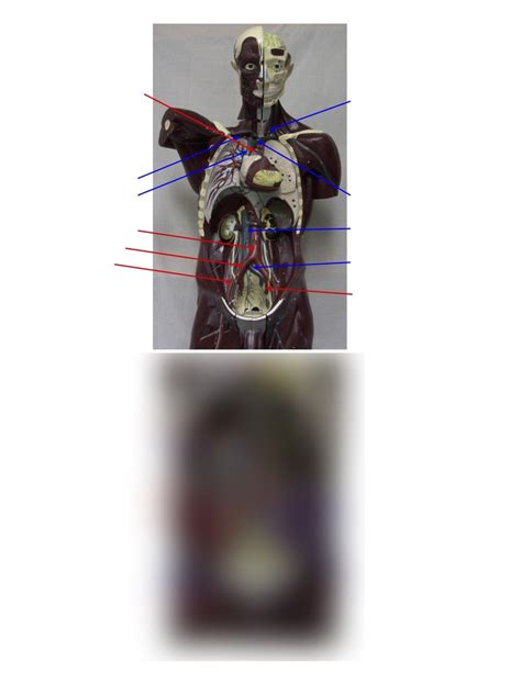 Lab Veins Artery Torso Diagram Quizlet