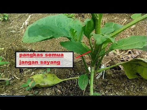 Budidaya Terong Hijau Cara Dan Manfaat Pruning Pemangkasan Cabang