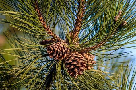 Świerk syberyjski Picea obovata uprawa wymagania gardeneo
