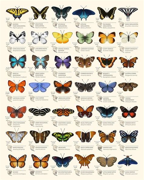 Butterflies Of North America Butterfly Poster Butterfly Art