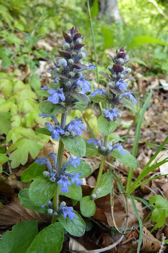 Botanik Zertifikat Iris Lamiaceae Karteikarten Quizlet