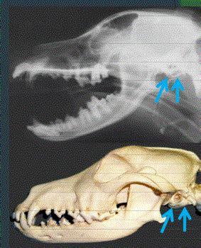 Imaging Final Exam Flashcards Quizlet
