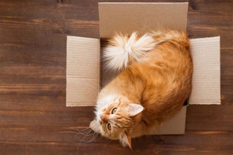Why Do Cats Like Boxes Six Reasons LogicGoat