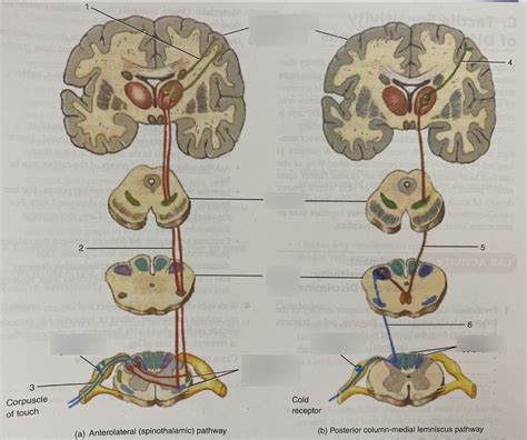 Selected Sensory Pathways Diagram Quizlet