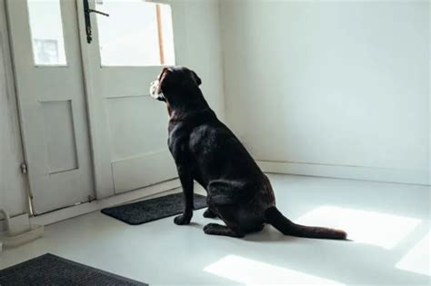 C Mo Ense Ar A Tu Perro A Estar Solo En Casa Una Gu A Para Evitar La