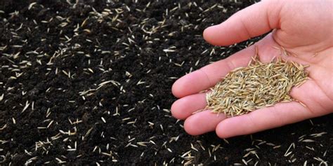 The Top 5 Best Grass Seeds For A Lush And Vibrant Lawn