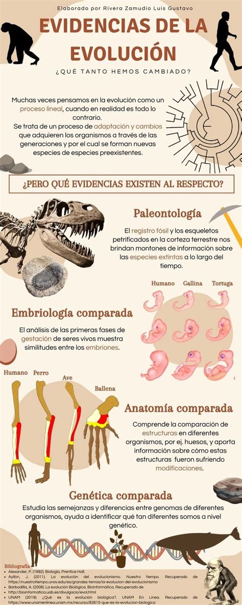 Infografía Evidencias de la evolución Evolucion biologica Evolucion