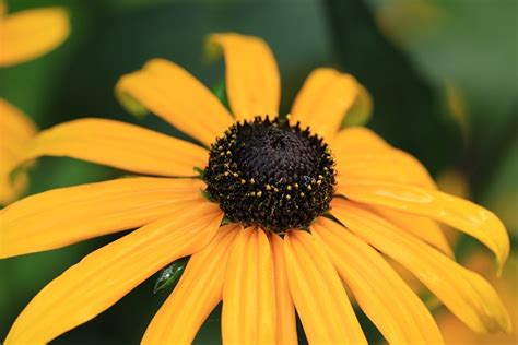 Blomma Solhatt Rudbeckia Gratis foto på Pixabay Pixabay
