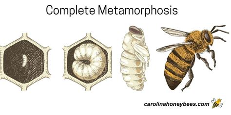 Complete Metamorphosis Bee