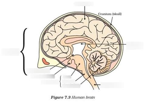 Biology I Module Of The Mcat Self Prep Ecourse Lesson Nervous