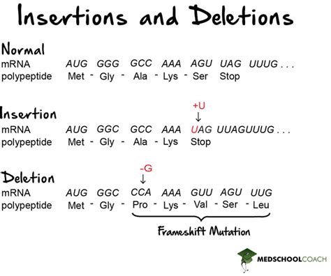Mutations Mcat Biology Medschoolcoach
