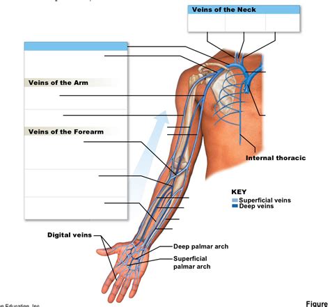Veins Of The Arm And Venous Drainage Into The Superior Vena Cava