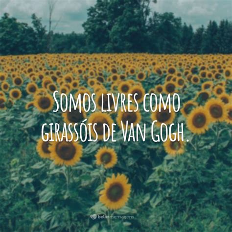 Frases De Girassol Para Deixar Que A Luz Guie Seus Passos