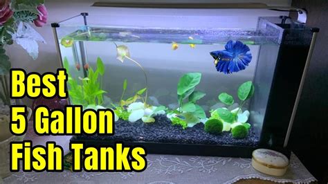 Best 5 Gallon Fish Tanks Setup Ideas Review YouTube