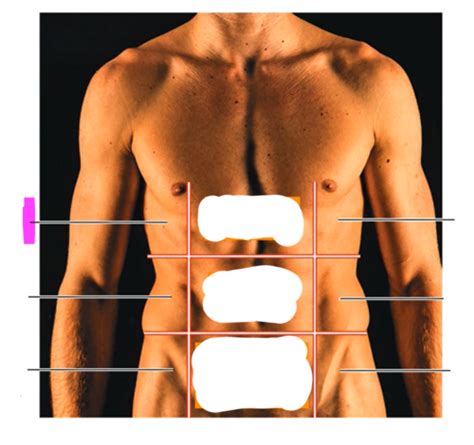 Abdominal Regions Flashcards Quizlet
