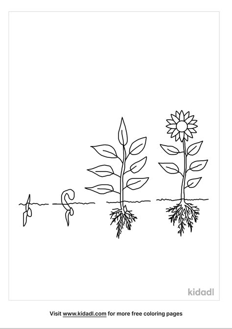 Free Coloring Pages Plant Life Cycle