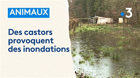 À cause de leurs barrages des castors provoquent des inondations à