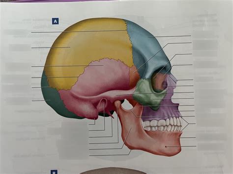 Lateral View Of Skull Diagram Quizlet