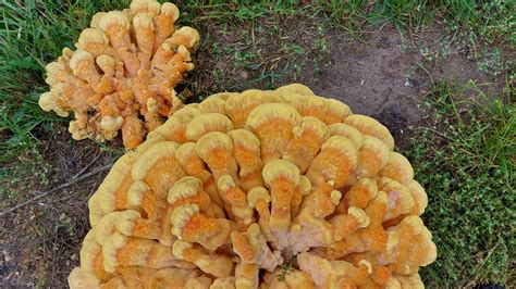 żółciak siarkowy Laetiporus sulphureus Atlas NaGrzyby pl