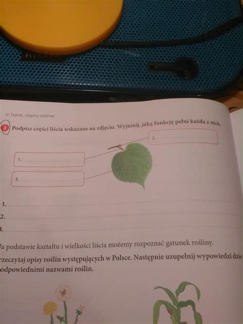Podpisz części liścia wskazane na zdjęciu Wyjaśnij jaką funkcję pełni