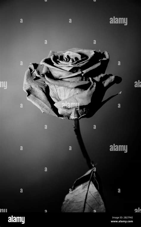 Rose Flower Black And White Stock Photos Images Alamy