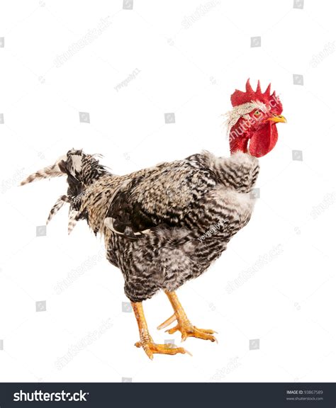 Naked Neck Rooster Isolated Closeup Stock Photo 93867589 Shutterstock