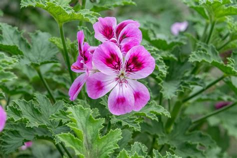 Zdjęcia pelargonii pachnącej 5 fotografii