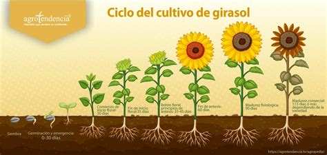 Total 66 Imagen Imagenes Del Ciclo De Vida Del Girasol Abzlocal Mx