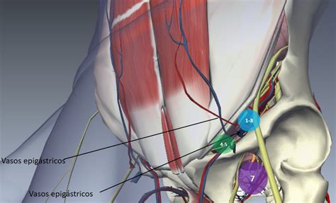 CLASIFICACION HERNIAS Servicio de Cirugía General y Digestiva HSJDA