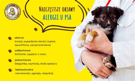 Alergia skórna lub pokarmowa u psa objawy i przyczyny występowania