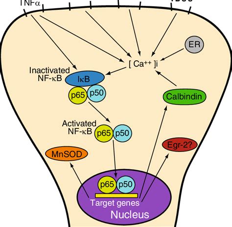 Schematic representation of activators and gene targets of NF κB in