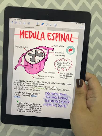 mapa mental medula espinal neurologia Educação Física