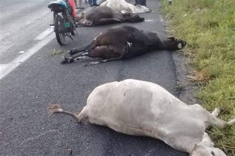 Tráiler con ganado vuelca en la carretera Veracruz Cardel xeu