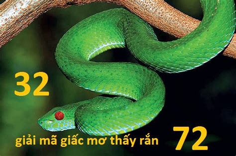 Nằm mơ thấy ăn thịt rắn là điềm báo gì lành hay dữ đánh số đề nào