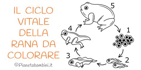Il Ciclo Vitale Della Rana Da Colorare Pianetabambini It