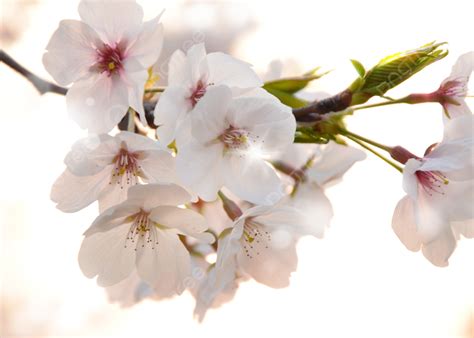 271 Wallpaper Jepang Romantis Images MyWeb