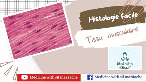 8 Les Tissus Musculaires Histologie 1ère MED YouTube