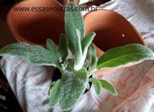 Peixinho da Horta Foto da Muda Como Plantar Como Usar Indicações