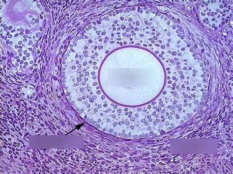 Ovary Slide Diagram Quizlet