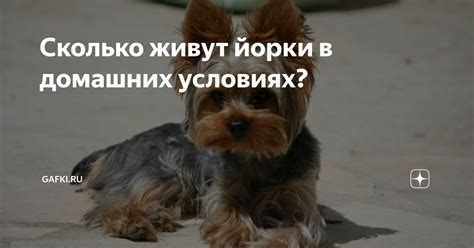 Сколько живут йорки в домашних условиях gafki ru Дзен