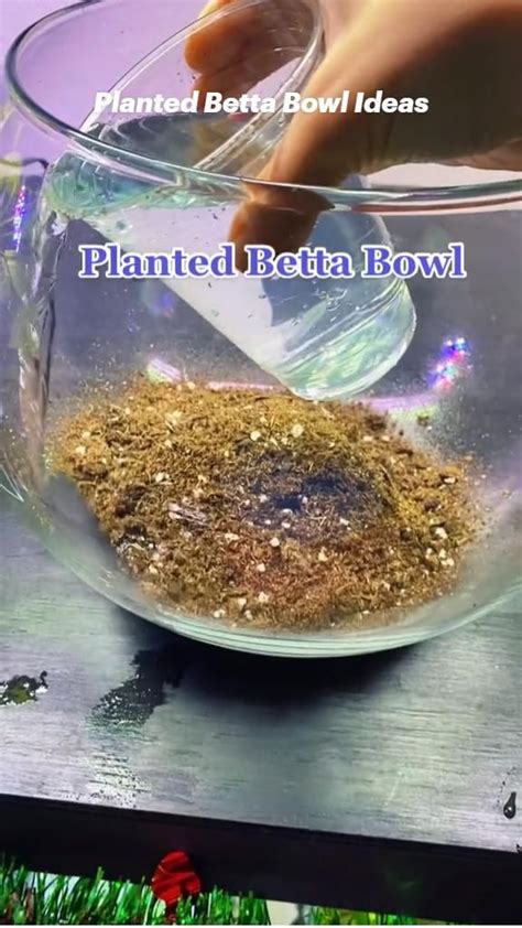 Planted Betta Bowl Ideas Fish Tank Betta Fish Tank Beta Fish Tank