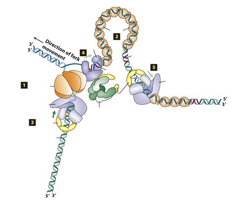 Diagram DNA Replication Fork Diagram Quizlet