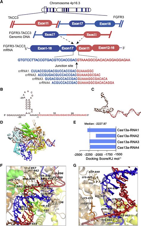 Precise Editing Of FGFR3 TACC3 Fusion Genes With CRISPR Cas13a In