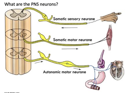 Autonomic Nervous System Flashcards Quizlet
