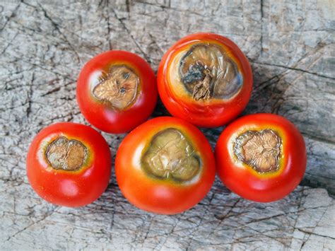 Blütenendfäule bei Tomaten erkennen behandeln und vorbeugen