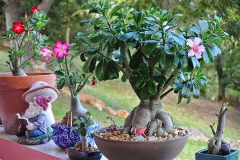 Plantas De Rosa Del Desierto Cuando Y Como Replantarlas Trucos De