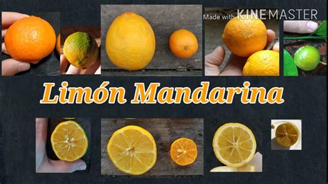 Conociendo El Lim N Mandarina Lima Rampurg Lim N Paraguayo Lim N