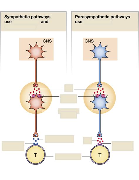 Autonomic Nervous System Pathways Diagram Quizlet