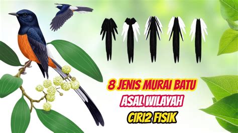 8 Jenis Murai Batu Dan Ciri2nya Masing Masing YouTube