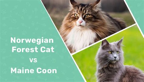 Norwegian Forest Cat Vs Maine Coon The Differences With Pictures